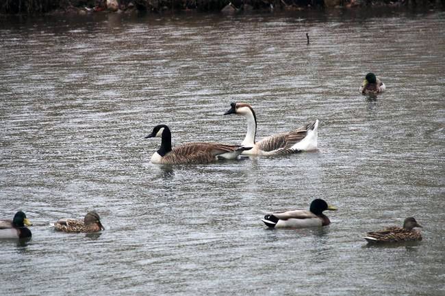 Shooting of goose leaves mate in mourning in Ont. cemetery | Toronto Sun