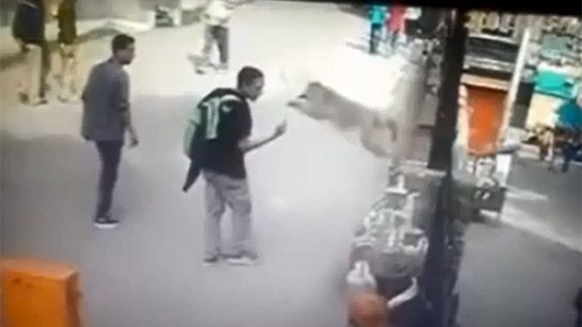 Man flips off monkey, monkey flips back | Toronto Sun