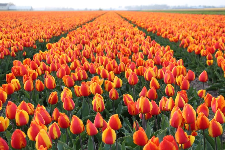 From Holland, with love! Iconic Dutch tulips bloom on both sides of the ...