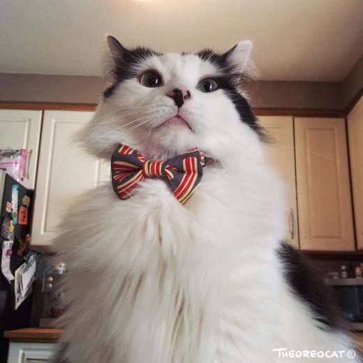 Livestreaming apps opening up a new world of broadcasting | Toronto Sun