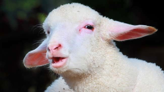 Lamb genetically modified with jellyfish mistakenly sold as meat ...