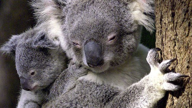 Fears of koala cull in crowded Australian colony | Toronto Sun