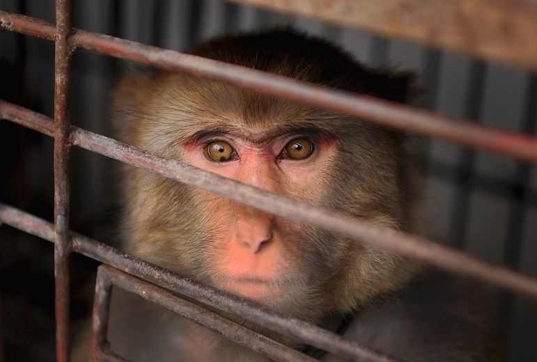 British woman tries to charge monkeys with sexual assault: Report ...