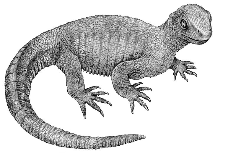 240 million-year-old lizard-like reptile considered 'grandfather' of ...