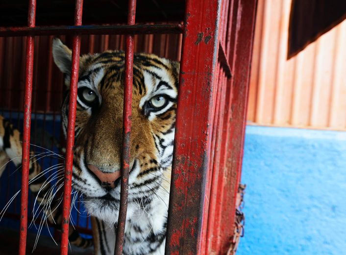 Tigers, baboons, camels abandoned by circus rescued in Mexico | Toronto Sun