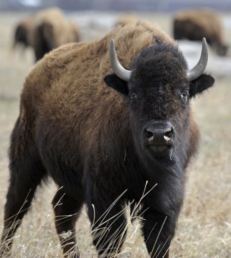 Man taking photos of bison on California's Catalina Island gored by ...