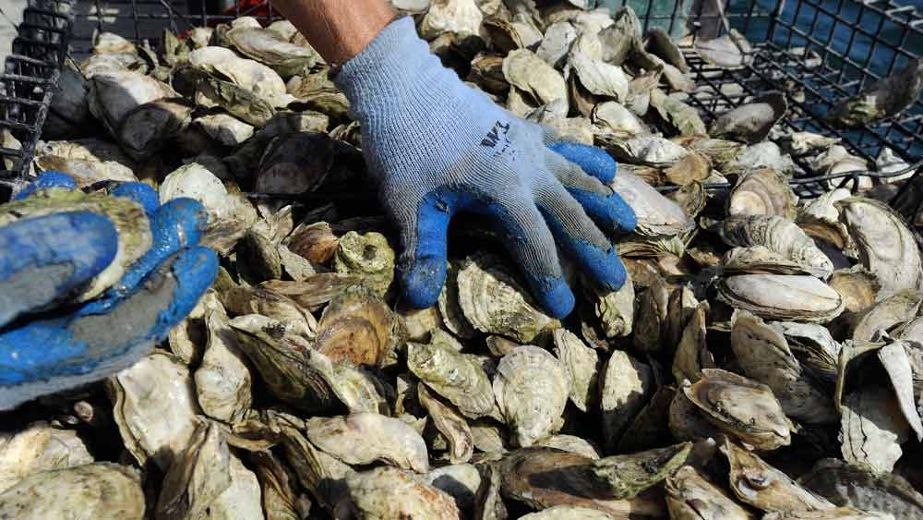 Public health warning issued over B.C. shellfish bacteria that sickened ...
