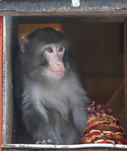 Darwin, the Ikea monkey, to remain at sanctuary after change of ...