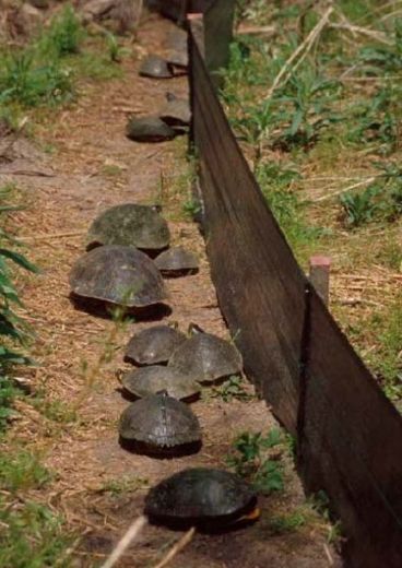 Taxpayers have nowhere to go on turtle fencing | Ottawa Sun