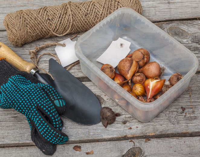 No such thing as too many spring bulbs | Toronto Sun