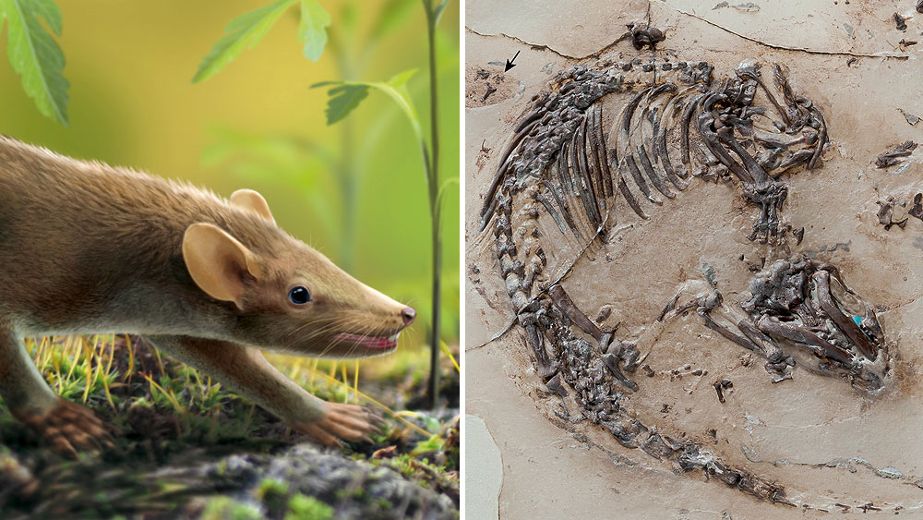 'Cute furball' is best-preserved mammal from dinosaur age | Toronto Sun