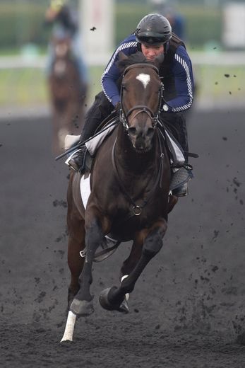 Habibi takes International path to race | Toronto Sun