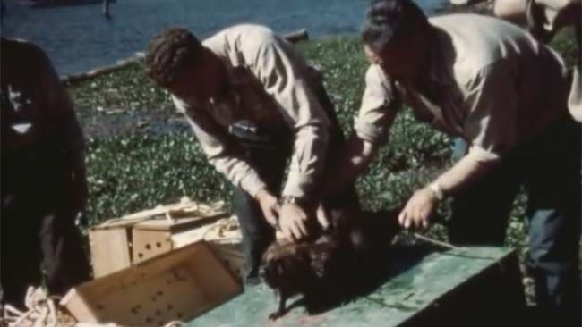 Beavers falling from the sky? Idaho uncovers historic footage of ...