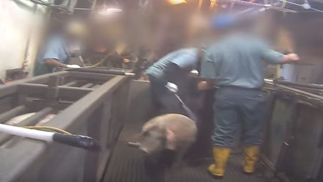 Undercover video shows inhumane conditions at Minnesota slaughterhouse ...