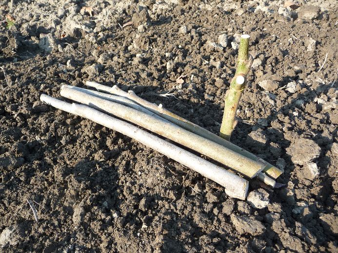 Planting live stakes works well for red osier dogwood and willow | The ...
