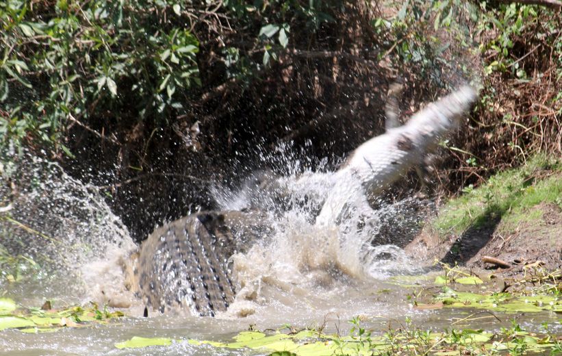Cannibal crocodile photographed tearing apart and eating another croc ...