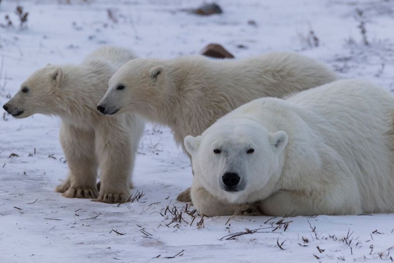 Edmonton-based scientist studies effect of climate change on polar ...