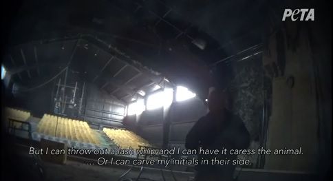 More video of Bowmanville Zoo owner? | Toronto Sun