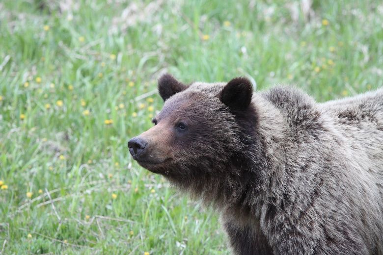 Grizzlies thrive in Alberta reclaimed mining sites | Edmonton Sun
