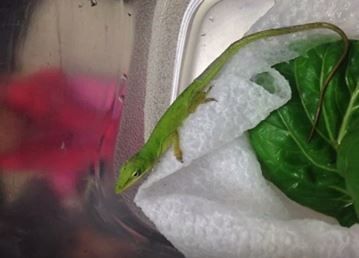 Lizard plucked from student’s salad now a classroom pet | Toronto Sun