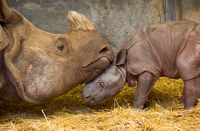 Baby rhino born at Toronto Zoo | Toronto Sun
