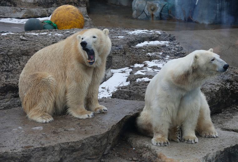 Toronto Zoo polar bear named in Forces' honour | Toronto Sun