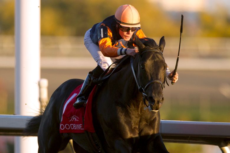 Lofty expectations for Roger Attfield-trained horse Shakhimat | Toronto Sun