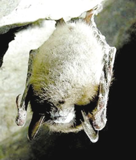 Holy resistance! Chinese bats fighting off lethal syndrome | Ottawa Sun