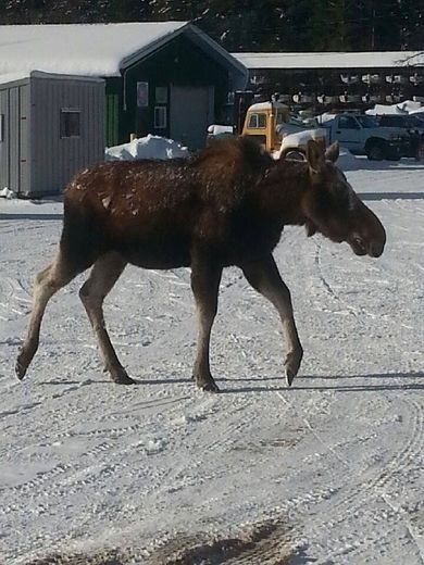 Millie the moose settles in at Penage Bay | Sudbury Star
