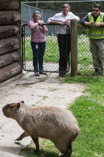 Search for High Park capybaras brings out the mayor | Toronto Sun