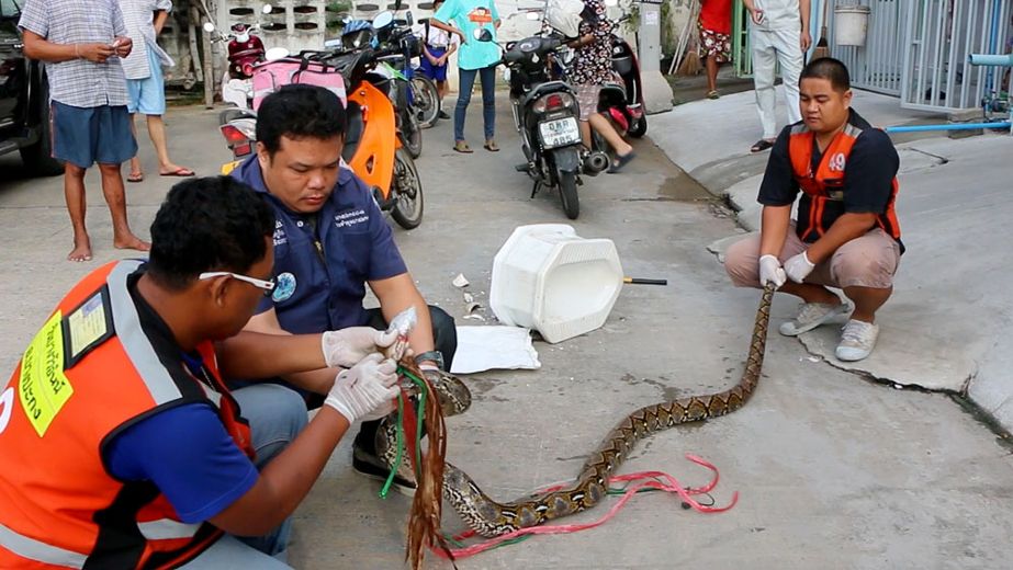 Thai man's privates attacked by python in toilet | Toronto Sun