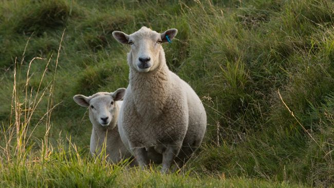 Stoned sheep 'cause a mess' in Wales | Toronto Sun