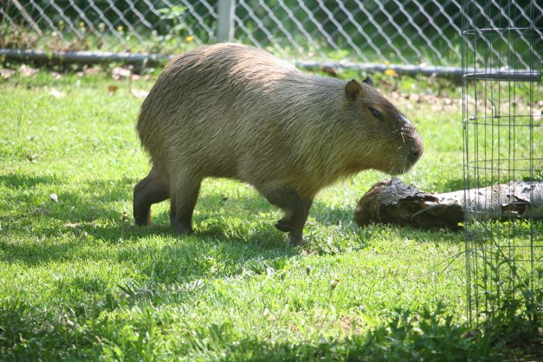 Missing capybara spotted in High Park? | Toronto Sun