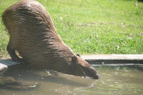 High Park capybaras still on the lam | Toronto Sun