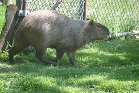 High Park capybaras still on the lam | Toronto Sun