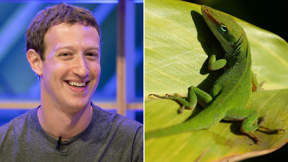 Facebook founder not a lizard ... so he says | Toronto Sun