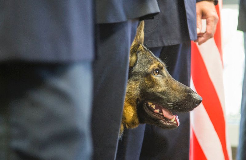 Toronto Police K9 members to get armoured vests | Sudbury Star
