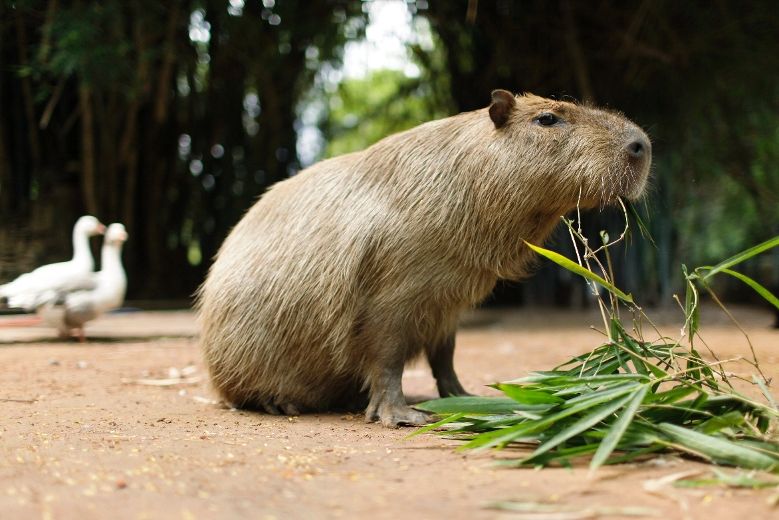 Elusive Toronto capybara captured after escape from High Park zoo ...