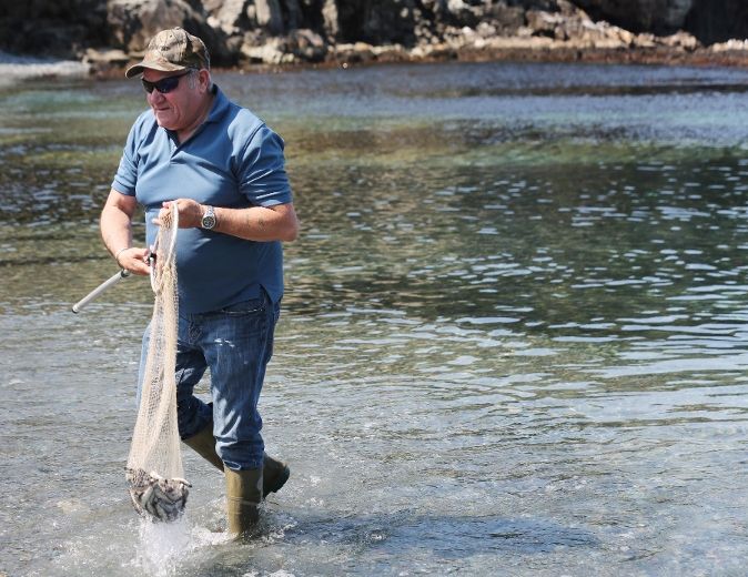 Kinky capelin fish clog traffic in Newfoundland | Toronto Sun