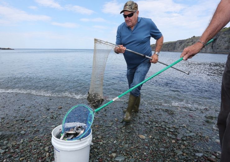 Kinky capelin fish clog traffic in Newfoundland | Toronto Sun