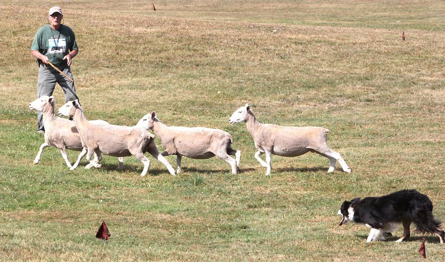 Sheep Dog Trials biggest event of its kind | The Kingston Whig Standard