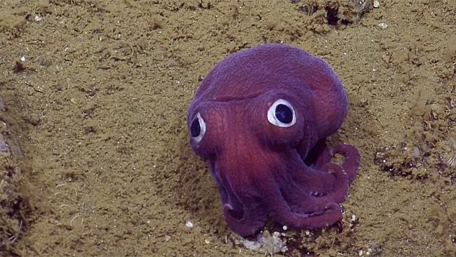 'Googly-eyed' Stubby Squid spotted off California coast | Toronto Sun