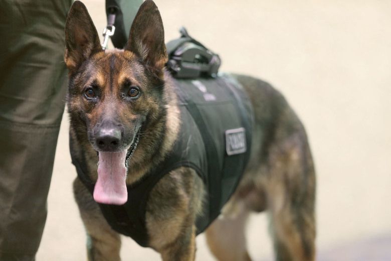 Bulletproof vests strapped with cameras for RCMP K9s | Winnipeg Sun