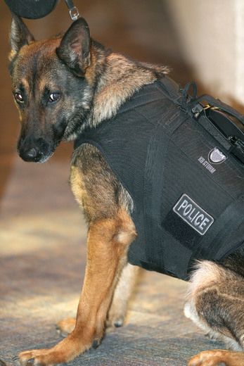 Bulletproof vests strapped with cameras for RCMP K9s | Winnipeg Sun