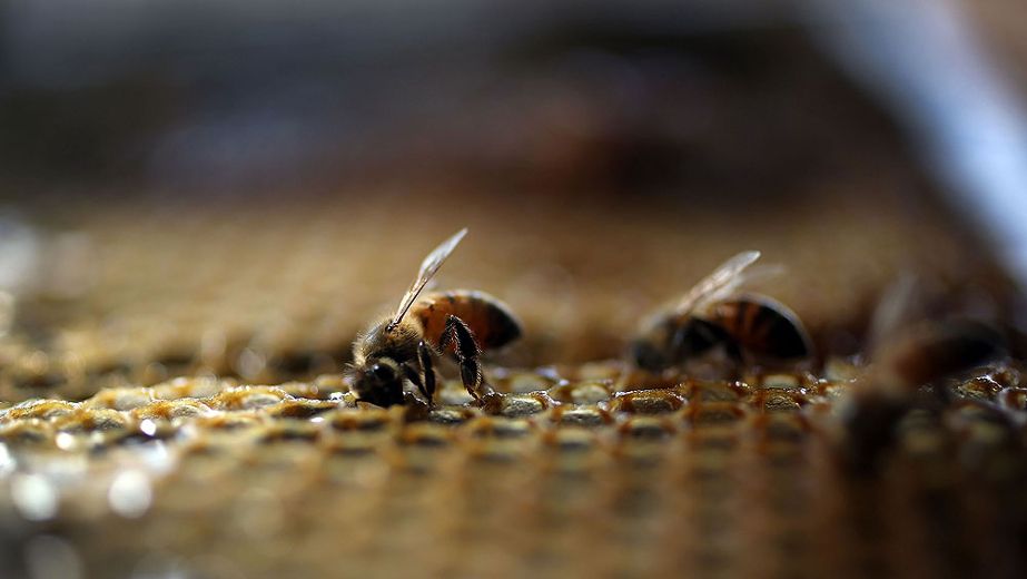 Bee infestation causes honey to drip from hospital walls | Toronto Sun