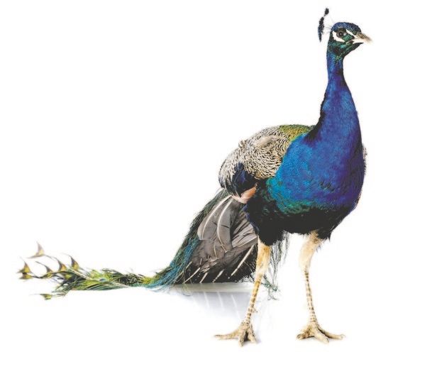 Interiors By Cheryll: Rooms will take flight with shades of peacock ...