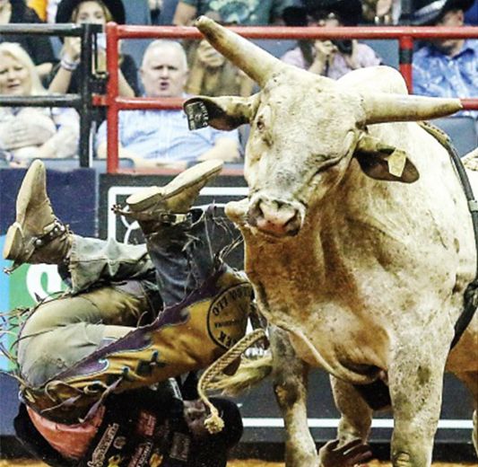 The Bud is full of bull | The Londoner