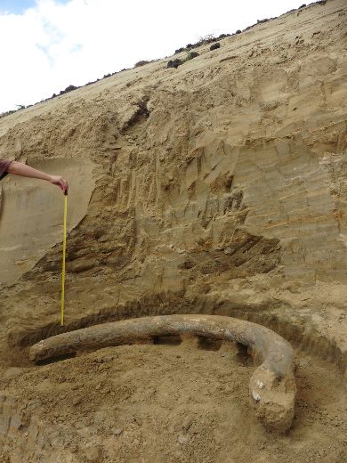 Austrian experts recover giant tusks of rare mammoth breed | Toronto Sun