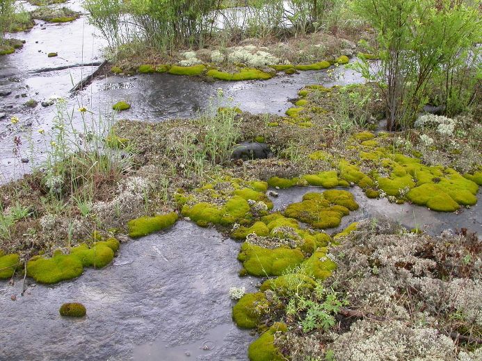 Alvar landscapes focus of workshop | Belleville Intelligencer