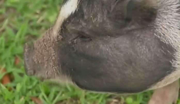 Kitchener man gets to keep his service pig | Toronto Sun